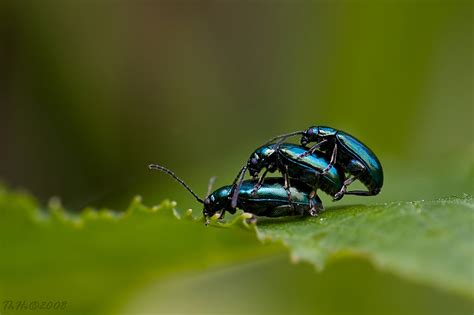 Flotter Dreier Forum F R Naturfotografen