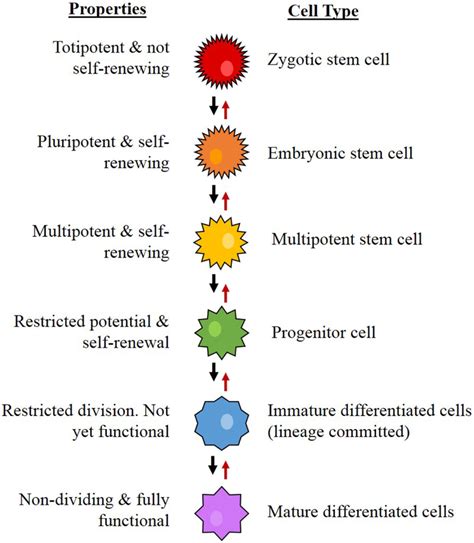 The Proposed Hierarchy For Neural Stem Cell Differentiation The System Download Scientific