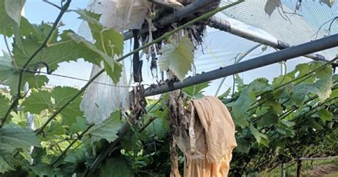 영천 포도밭서도 발견된 北 오물풍선직선 비행거리만 270㎞