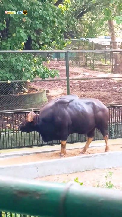 💫ballala Deva Fight With Ox 🐂 Bahubali💫 Youtube