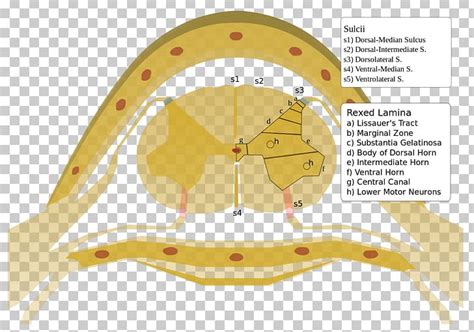 Rexed Laminae Spinal Cord Medulla Oblongata Vertebral Column Png Clipart Anatomy Angle Bror