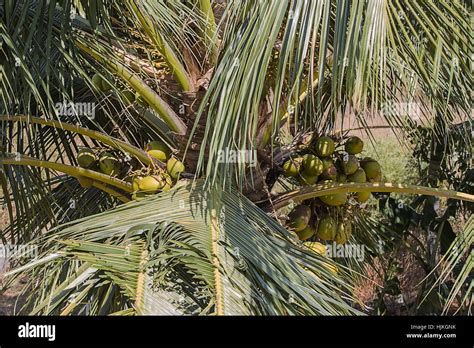 Photograph Of Coconuts On A Palm Tree In The Sunshine Stock Photo Alamy