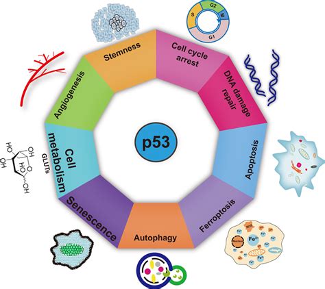 Biological And Pathological Functions Of P53 P53 Exerts Its Tumor Download Scientific Diagram