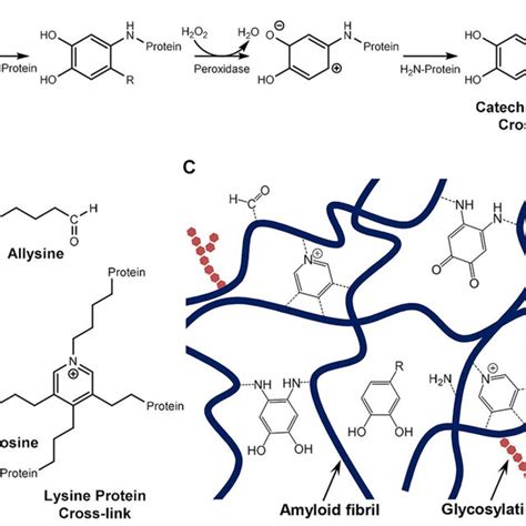 Schematic Of The Life Cycle Of A Barnacle The Life Cycle Of A Barnacle