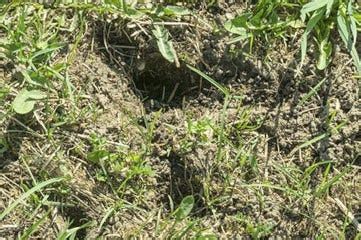 Holes In My Yard