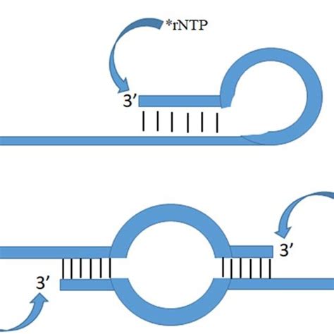 Diagram Of The Intramolecular And Intermolecular Base Pairing Forms In