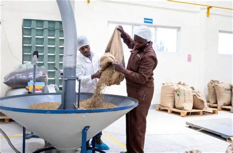 Minder Co2 In Keniaanse Koffieketen Dankzij Biologisch Alternatief Kunstmest Nieuwsbericht