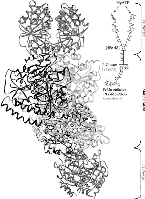 Overall Structure Of Nitrogenase Shown Are α Carbon Traces From The Download Scientific