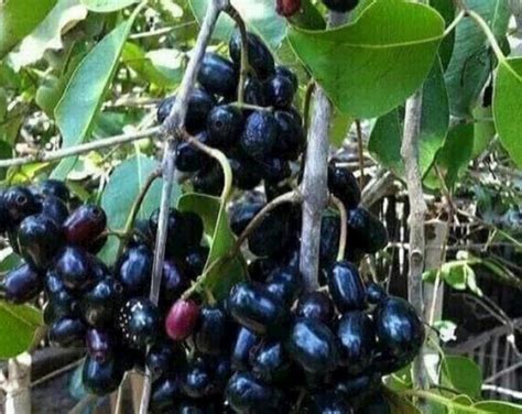 Java Plum Seedling Also Known As Jamun Jambolan Malabar Plum Ribena