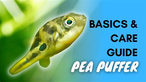 How Much Space Does A Pea Puffer Need At Lori Allan Blog