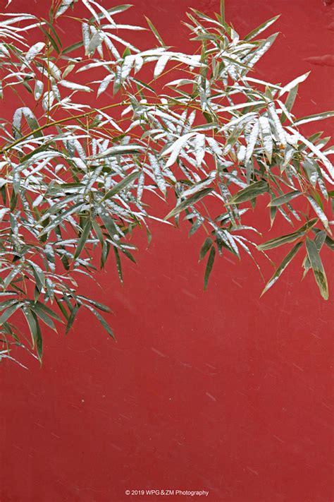 最美不过京城雪 己亥猪年正月初十 北京下雪了 一下雪 北京就变成了北平 故宫就变成了紫禁城 慢慢地听雪落下的声音 看雪中的红墙金瓦 也许是这座