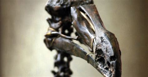 Geneticists Giddy Over Dodo Bird Fossil ‘fred