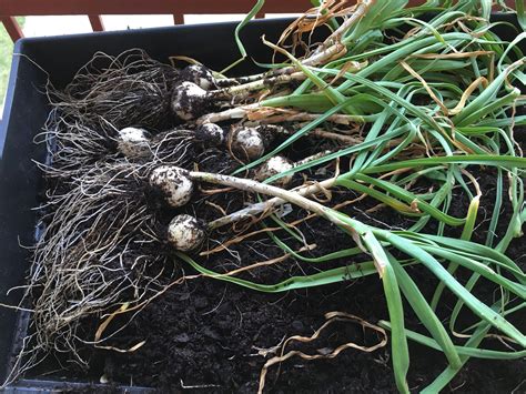 Brandon Gatlin Medium