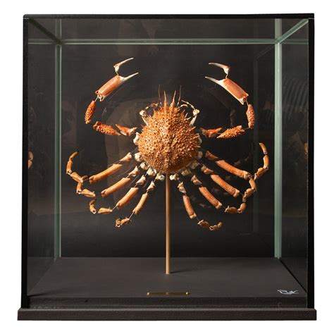 Deconstructed Spiny Spider Crab Maja Brachydactyla Specimen Under
