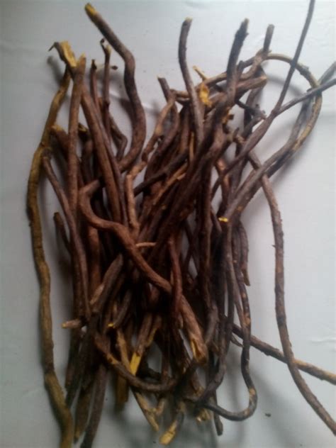 Cryptolepis Sanguinolentayellow Dye Root