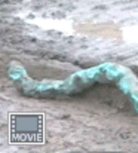 Modular Snake Robots Cmu Biorobotics Rallypoint