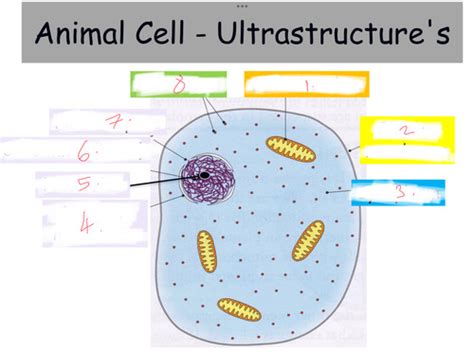 chapter 8 cell structure flashcards quizlet