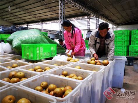 云龙县麦地湾梨喜获丰收云南省农业农村厅