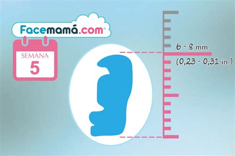 5 Semanas De Embarazo Desarrollo Del Bebé Y Cambios En La Mujer