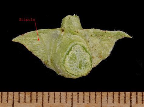 Astragalus Gilviflorus