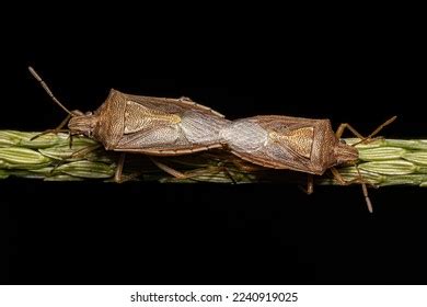 6 064 Bug Sex Images Stock Photos Vectors Shutterstock