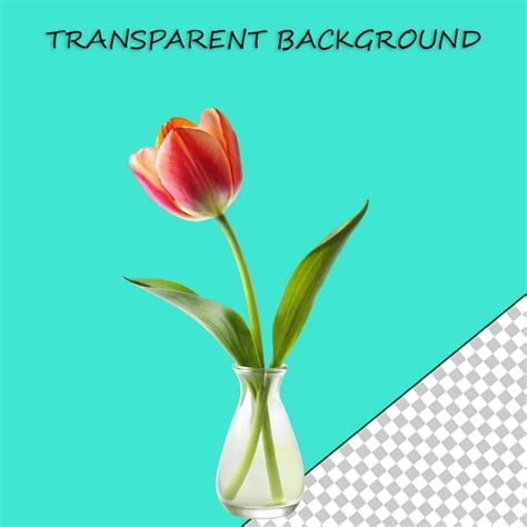 투명한 배경에 분리 된 립 꽃 Png 프리미엄 Ai 생성 Psd