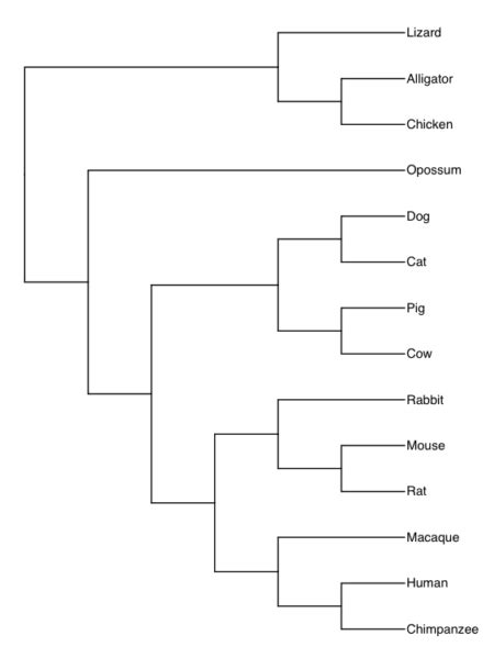 Make A Phylogenetic Tree Geneticslab