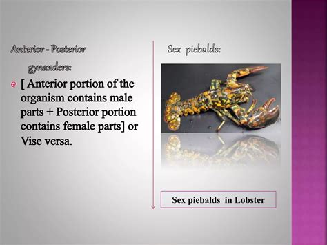 Genic Balance Theory Of Bridges Gynandromorphs Pptx