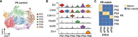 Scrna Seq Reveals Six Pn Subtypes In Mice At P5 A Umap Of The Major