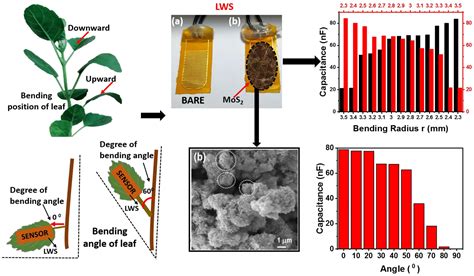 Investigating An Impact Of Leaf Bending Radius And Angle For Flexible Leaf Wetness Sensor Ieee