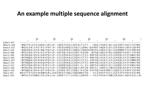 PPT Multiple Sequence Alignment PowerPoint Presentation Free Download ID 5729981
