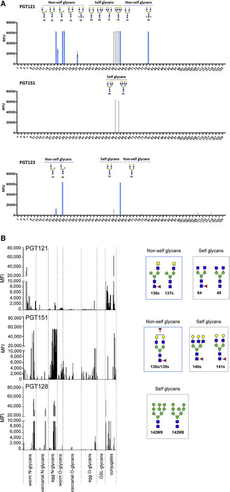 Binding Of Hiv 1 Bnabs To S Mansoni Parasitederived Glycans On Glycan