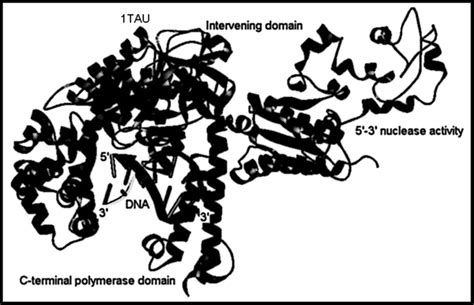 2 The 3d Structure Of The Taq Dna Polymerase Pdb Id 1taq Has Been