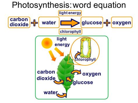 Equation For Photosynthesis In Words And Symbols Tessshebaylo