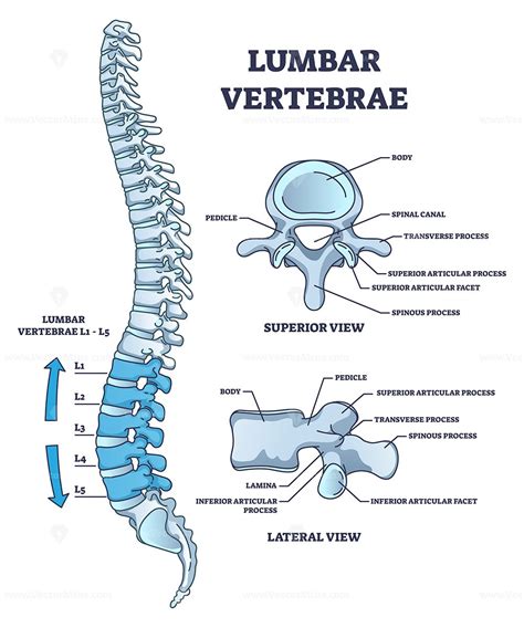 Lumbar Vertebrae At Herman Genovese Blog