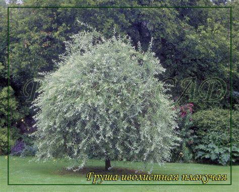 Груша декоративная иволистная ( серебристая) плакучая – купить за 0 ...