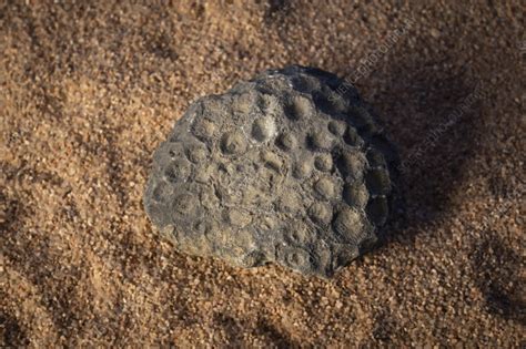 Extinct Coral Fossil Stock Image C060 4913 Science Photo Library