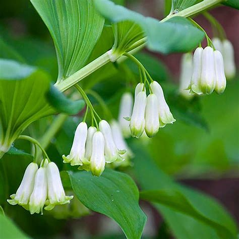 Polygonatum Biflorum Solomons Seal From Willowbrook Nurseries