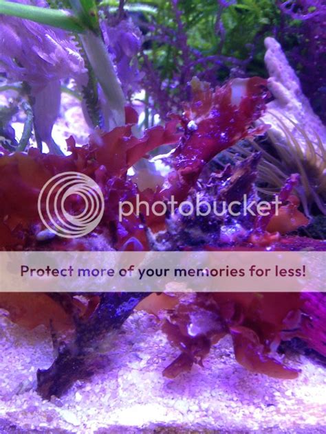 Huge Variety Of Macro Algae Available Reef Central Online Community