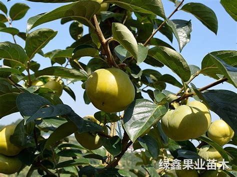 太秋甜柿苗洪江市绿鑫果业苗木专业合作社