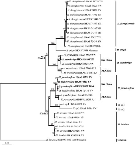 figure1 phylogenetic tree inferred from most likelihood ml analysis