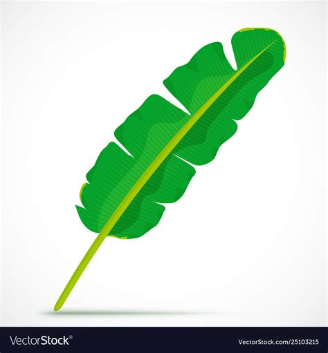Banana Leaf Tropical Plant Royalty Free Vector Image
