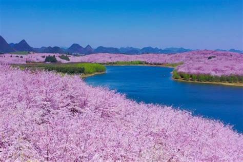 贵阳去平坝看樱花怎么坐车 平坝樱花最佳观赏时间 旅泊网