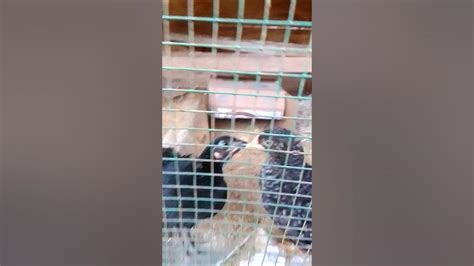 Hesn Love Hen Kiss Lovely Chickens Famylis කුකුලා සහ කිකිලි ආදරය Lovely Hens කුකුල්