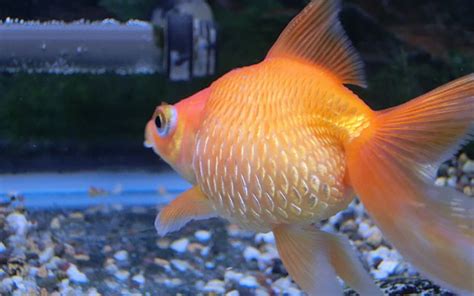 Goldfish Dictionary