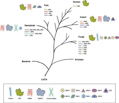 色氨酸 Trna合成酶在免疫控制中的独特作用及其治疗意义。experimental And Molecular Medicine X Mol