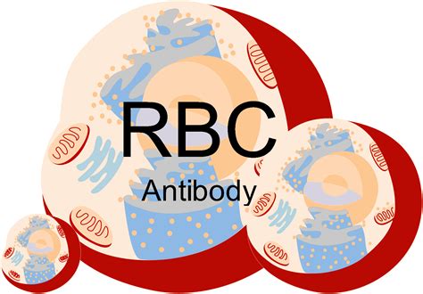 POCT专用兔抗人红细胞 RBC 多克隆抗体 EM001 Q 定性定量 CoreAb 北京沫之东生物技术有限公司官网