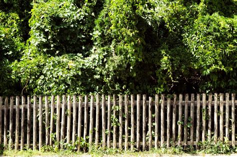 Tree Cutting Laws For Private Gardens How To Avoid Fines