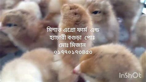 ১০০ টাইগার মুরগীর বাচ্চার দাম জানতে সরাসরি ফোন দিন ০১৭৭০১৭৩৪৫৩ Youtube