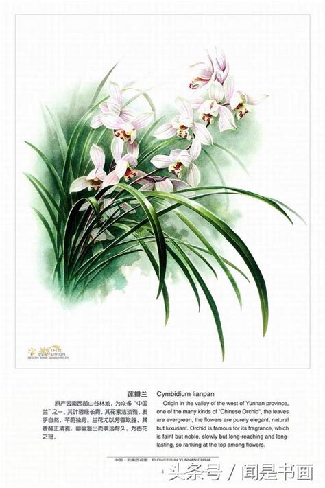 曾孝濂——《中國雲南百花圖》全集並帶花卉介紹 每日頭條
